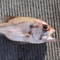 PERCH, PEARL – My Fishing Place