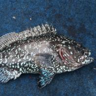 COD, BLUE MAORI – My Fishing Place