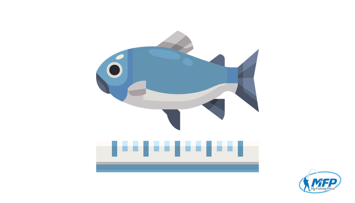 RAY, FIDDLER – My Fishing Place