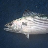 BONITO, AUSTRALIAN – My Fishing Place