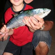 BONITO, WATSON'S LEAPING – My Fishing Place