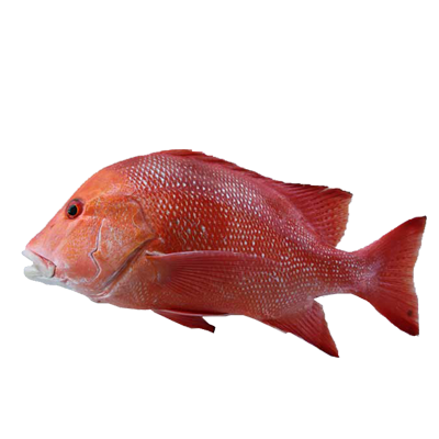 Red Emperor – My Fishing Place